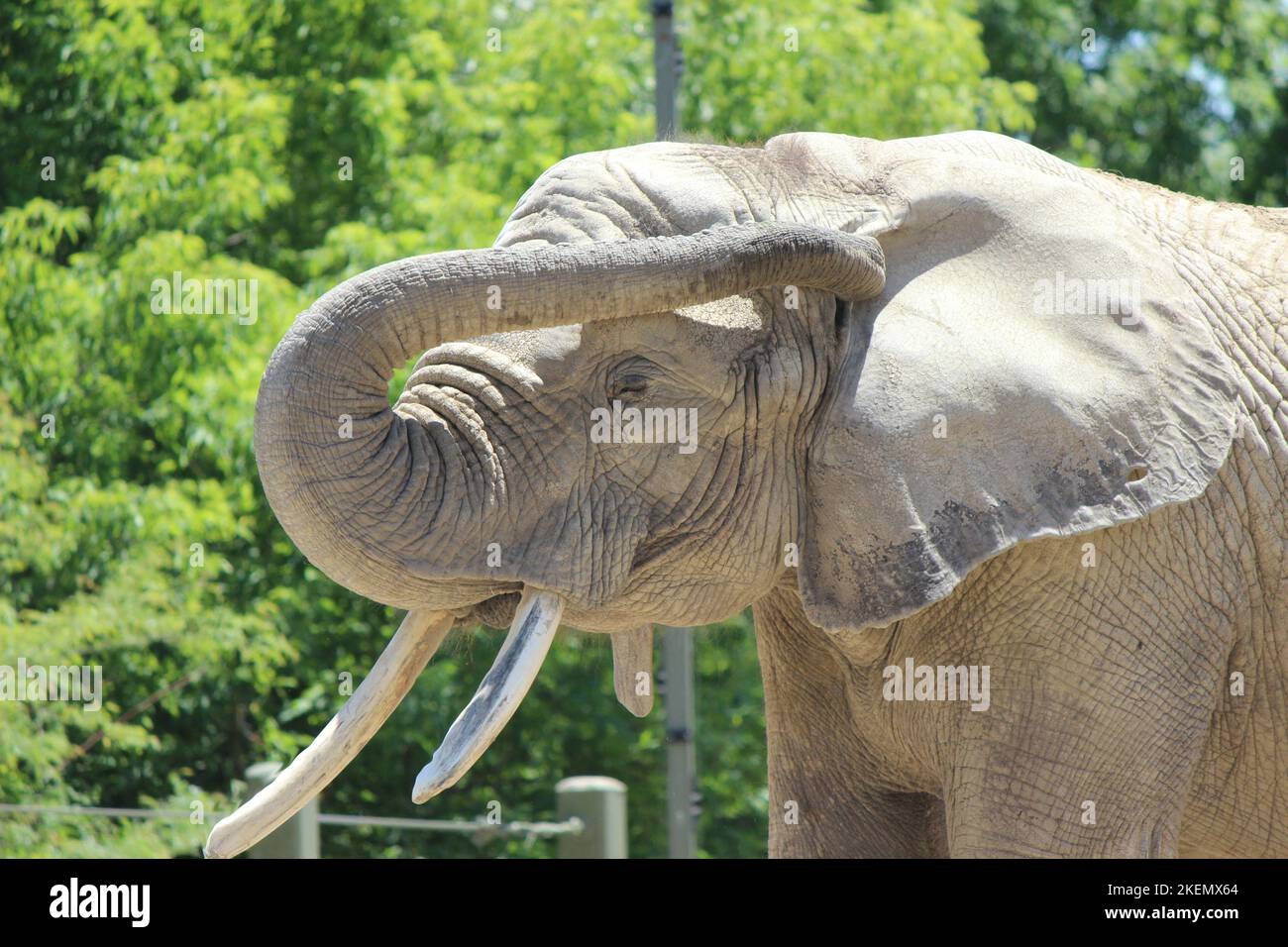 A closeup shot of an elephant at the zoo Stock Photo - Alamy