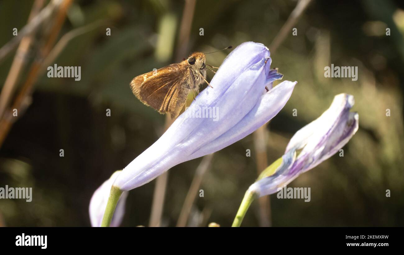 A closeup of a butterfly on iris flowers Stock Photo - Alamy