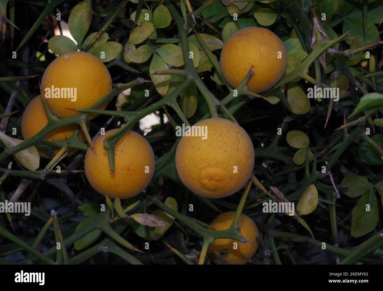 Little orange ornamental (poncirus trifoliata Stock Photo - Alamy