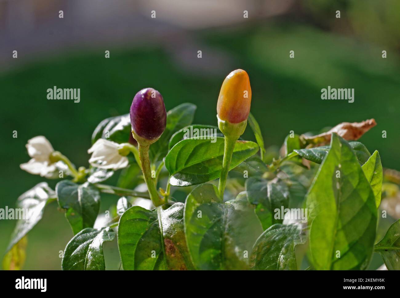 Chili pepper fruit close-up Stock Photo - Alamy