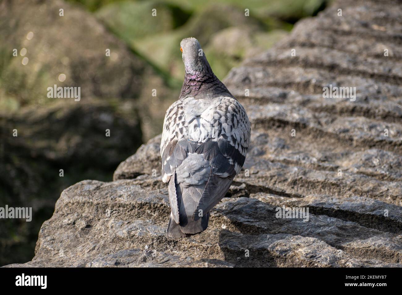 A back shot of a Rock dove Stock Photo - Alamy