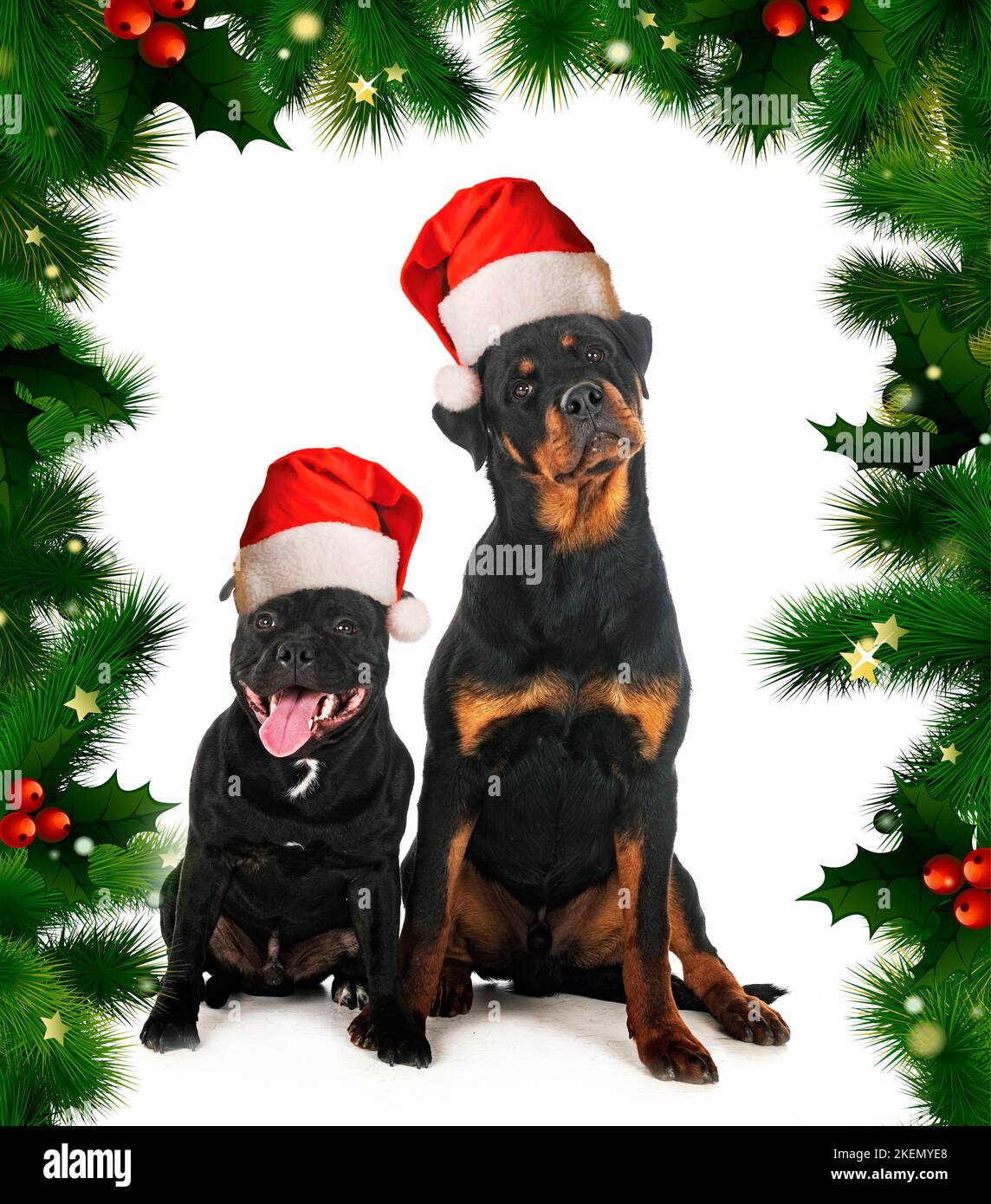 staffordshire bull terrier and rottweiler in front of white background ...