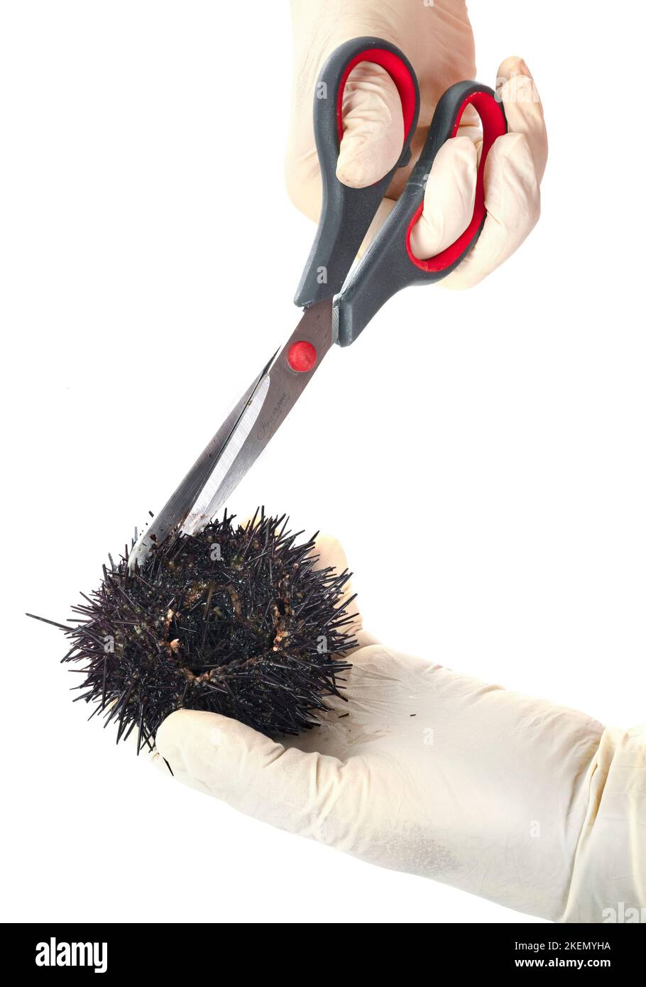 sea urchin in front of white background Stock Photo - Alamy