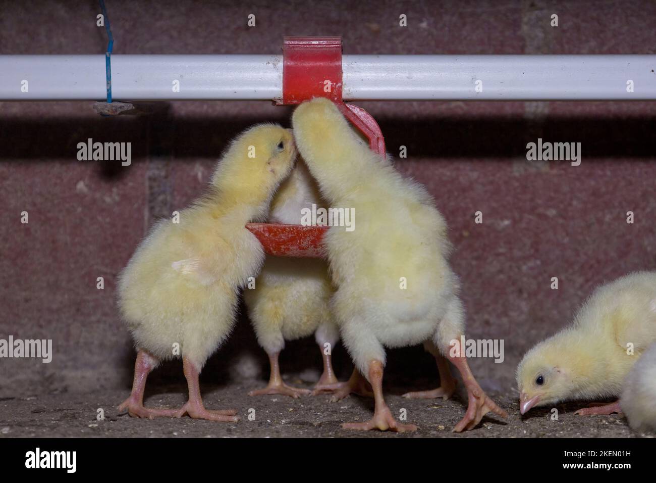 Day old chickens hi-res stock photography and images - Alamy