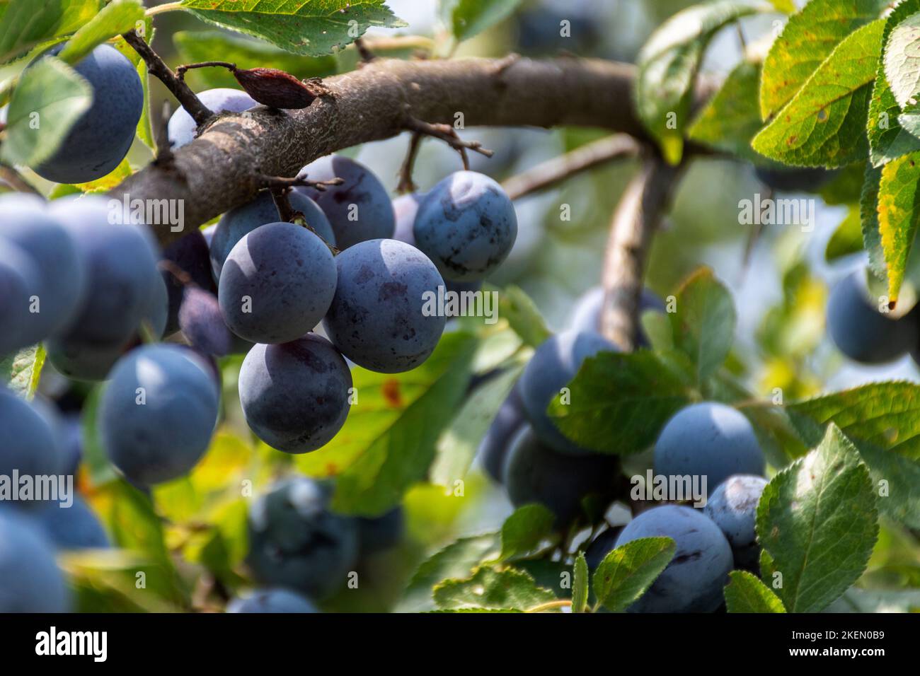 Hungary plum tree hi-res stock photography and images - Alamy