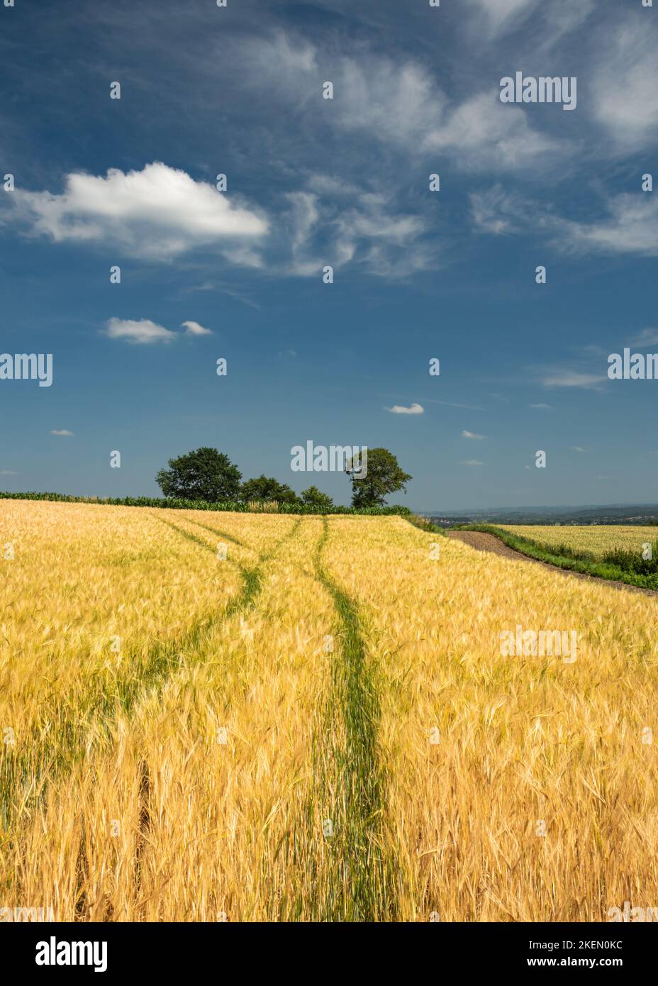 Field of grain Stock Photo - Alamy