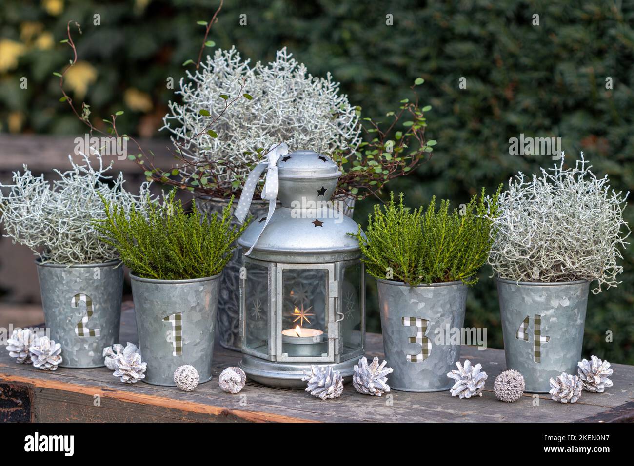 christmas decoration with vintage lantern, cushion bush and shrub ...