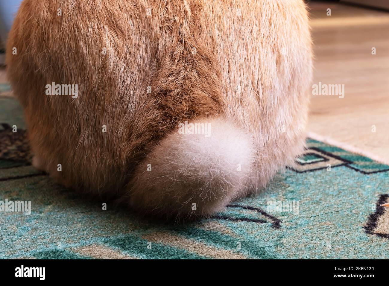 Fluffy tail of a red rabbit close up Stock Photo - Alamy