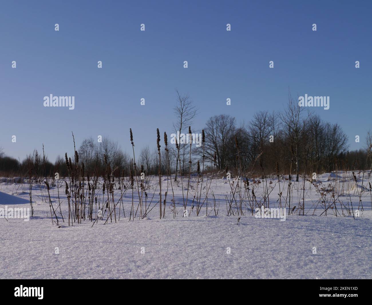 An open snowy area with deciduous trees and plants Stock Photo - Alamy
