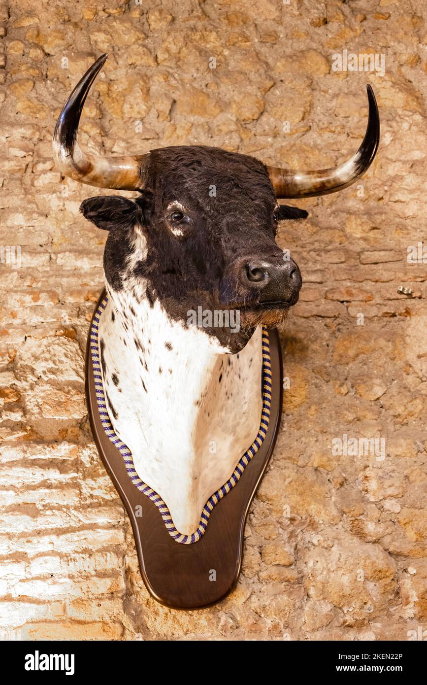 Spanish Bull Head