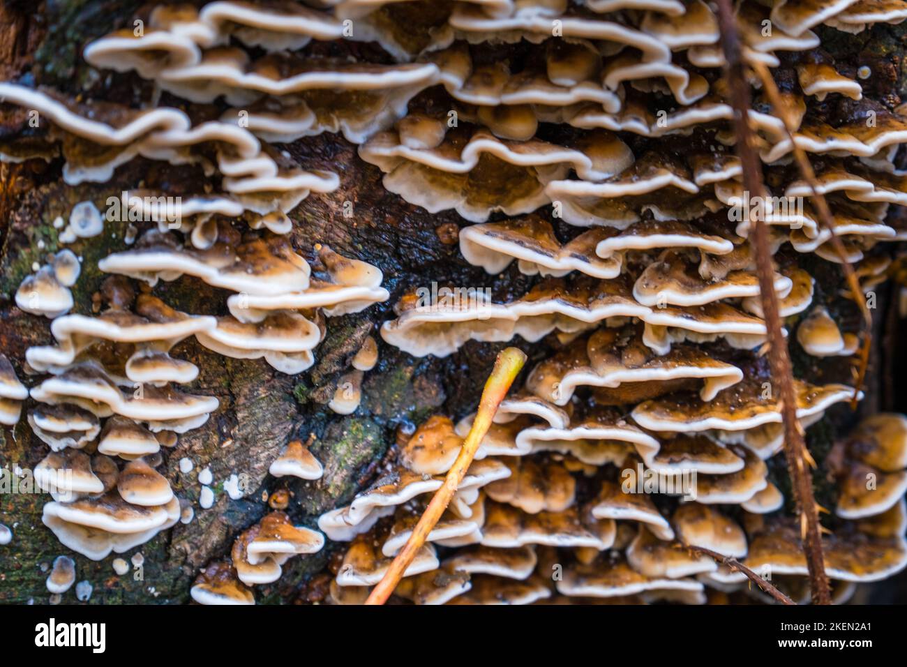 Close up of wild mushrooms in forest tree Stock Photo - Alamy