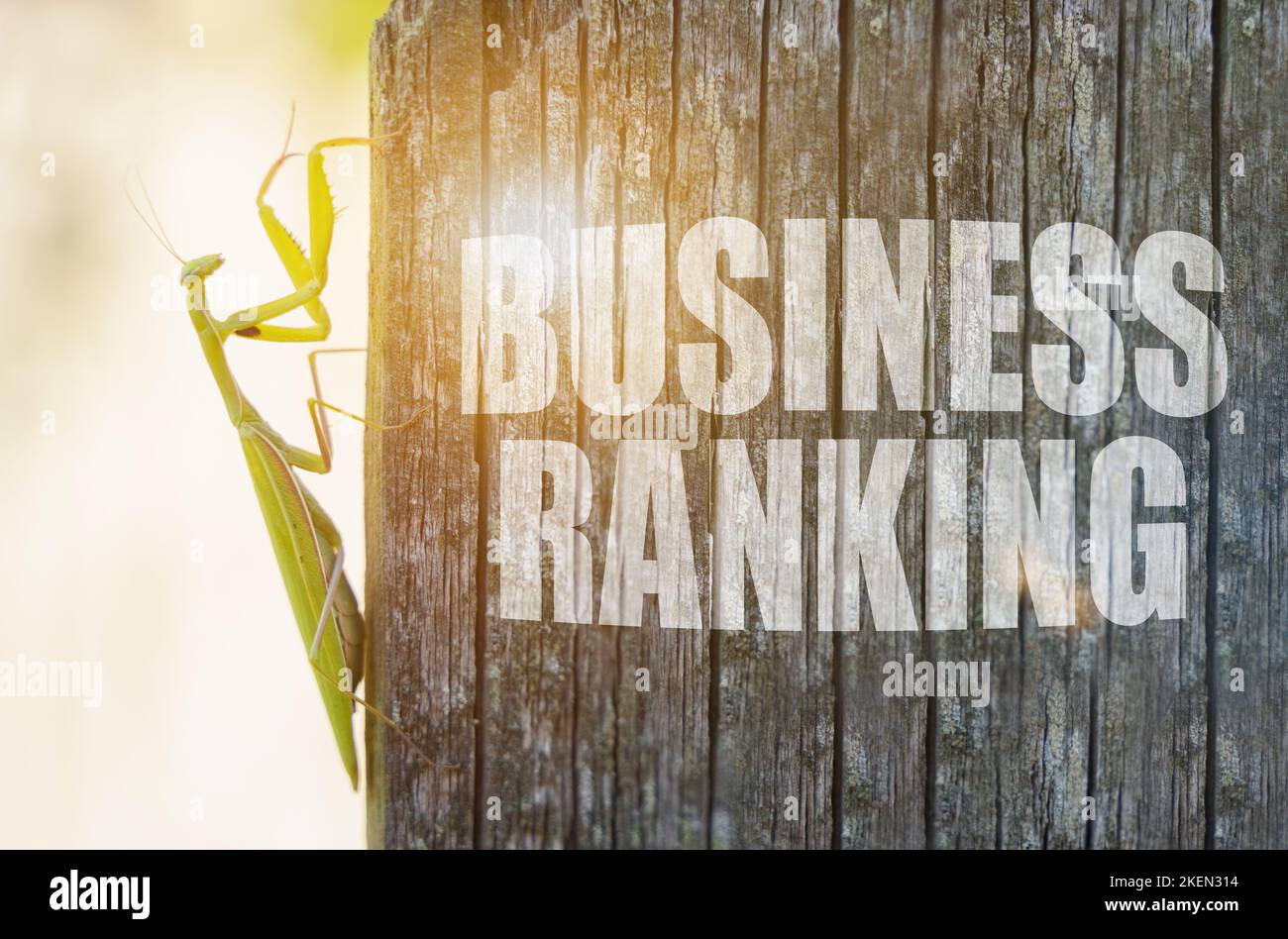 Business and finance concept. A praying mantis is crawling along the ...