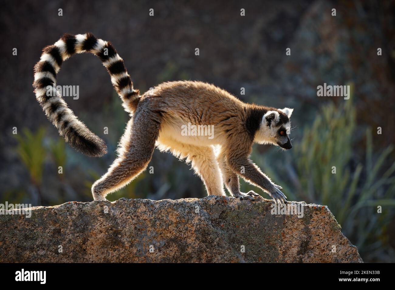 Ring-tailed Lemur - Lemur catta large strepsirrhine primate with long ...