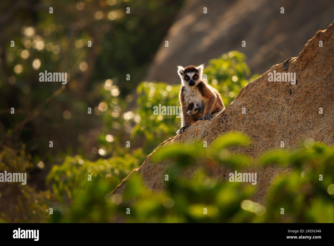 Ring-tailed Lemur - Lemur catta large strepsirrhine primate with long ...