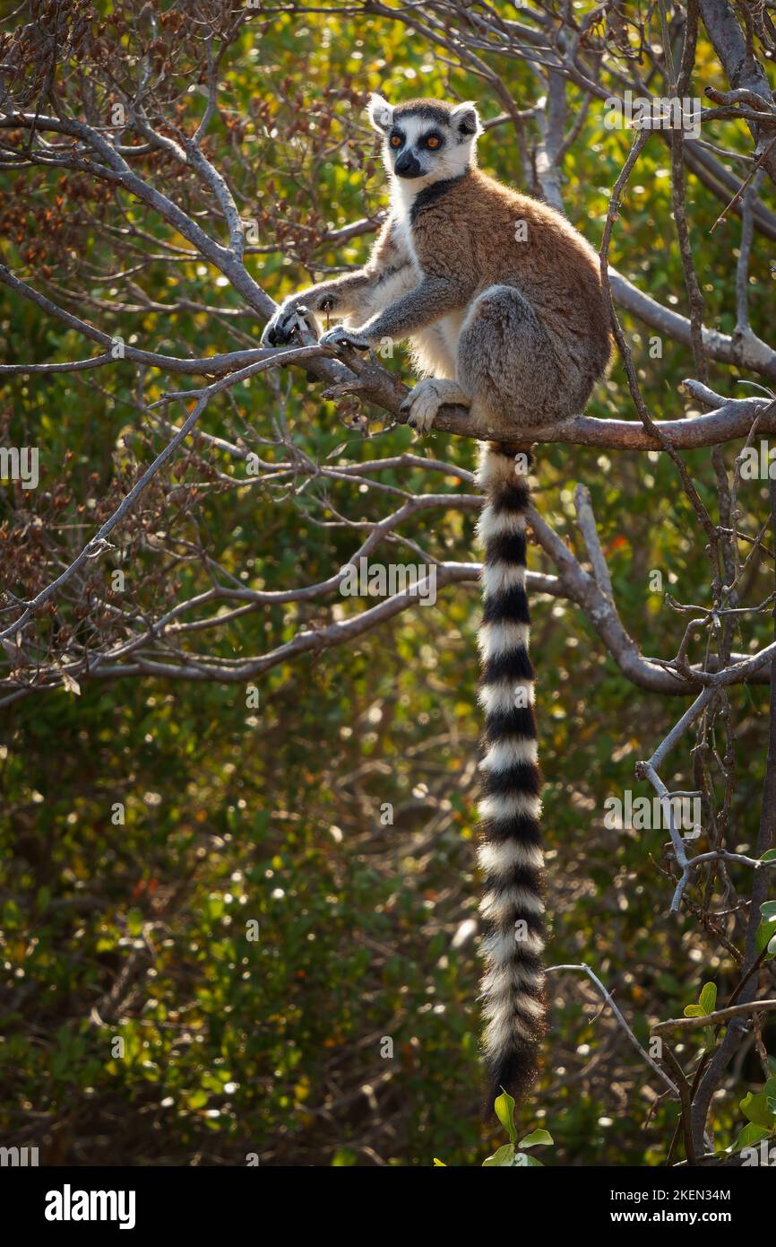 Ring-tailed Lemur - Lemur catta large strepsirrhine primate with long ...