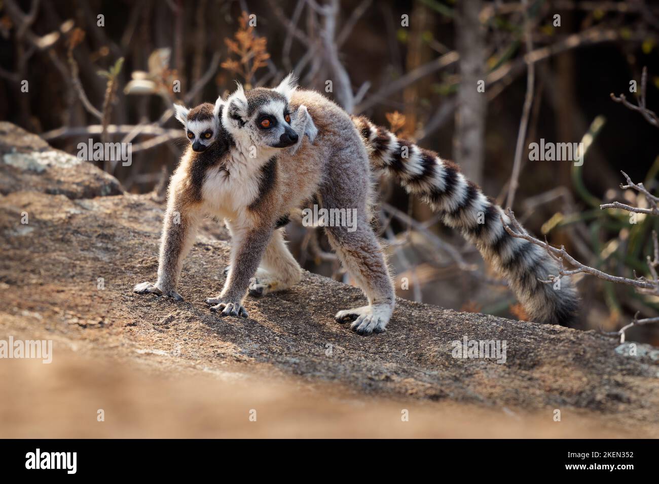 Ring-tailed Lemur - Lemur catta large strepsirrhine primate with long ...