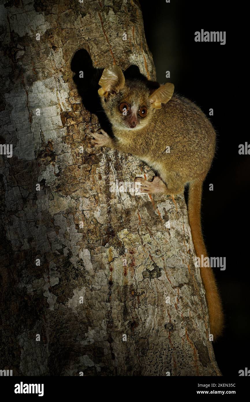 Grey Mouse Lemur - Microcebus murinus also Gray or Lesser mouse lemur, night lemur on the tree ...