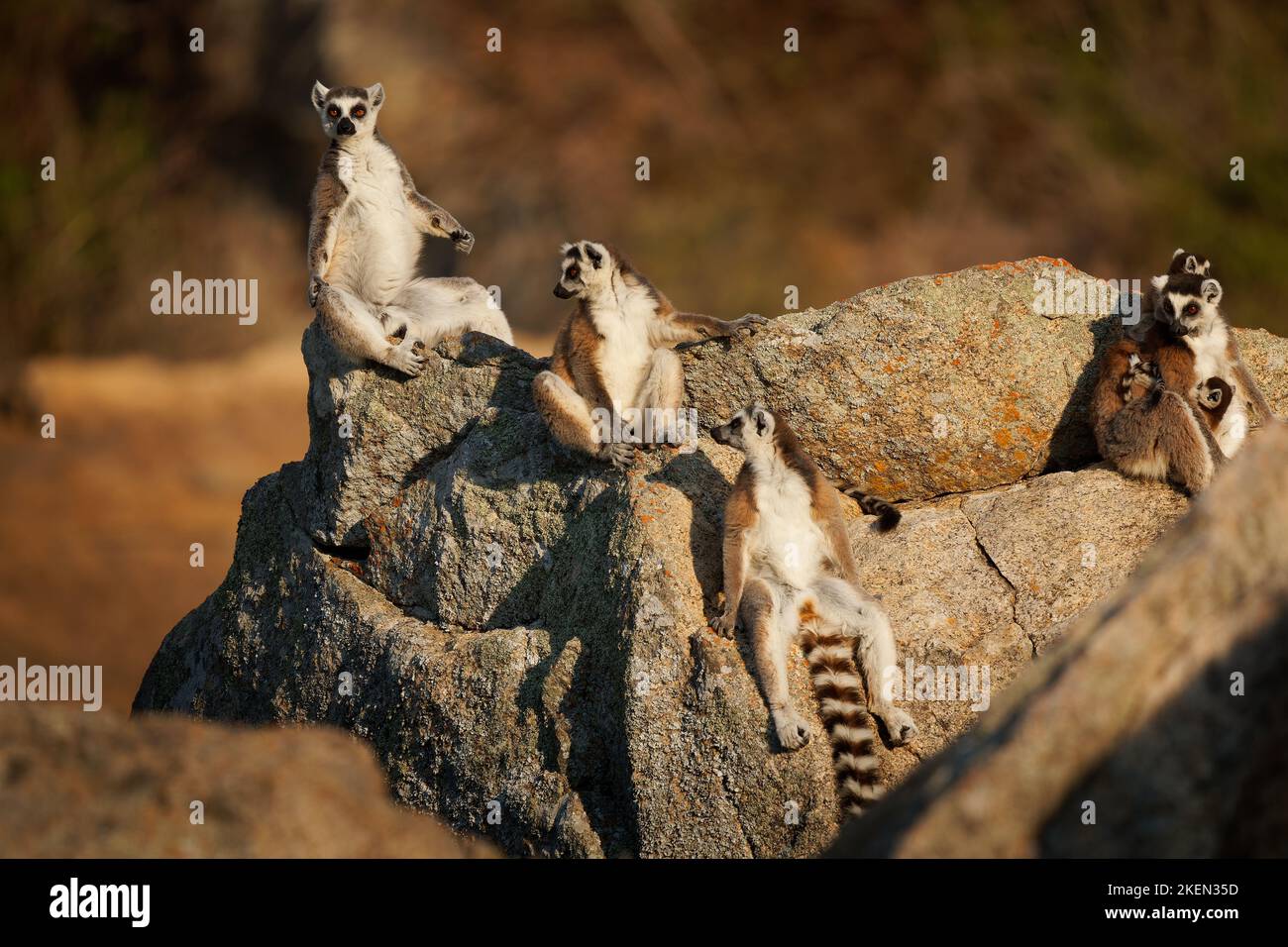 Ring-tailed Lemur - Lemur catta large strepsirrhine primate with long ...