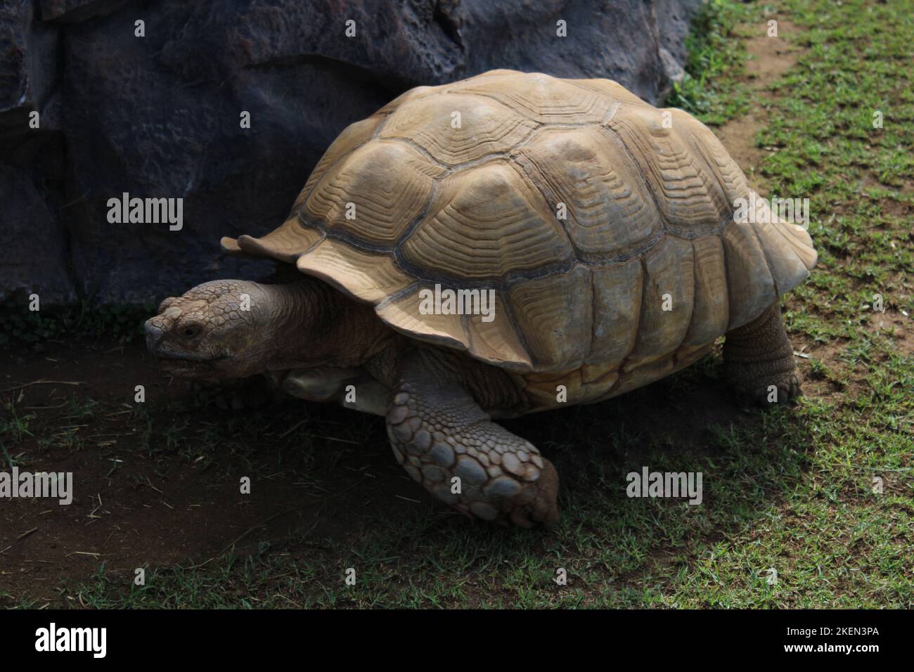 Tortuga sulcata africana hi-res stock photography and images - Alamy