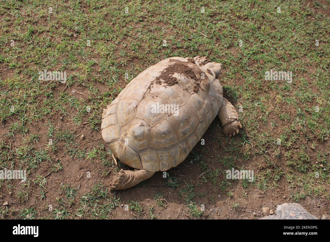 Tortuga sulcata africana hi-res stock photography and images - Alamy