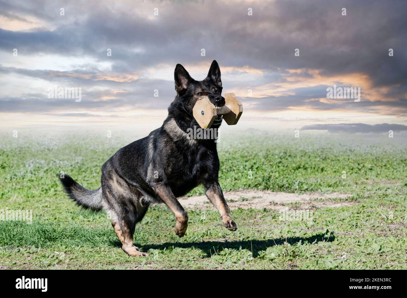 German shepherd in competition hi-res stock photography and images - Alamy