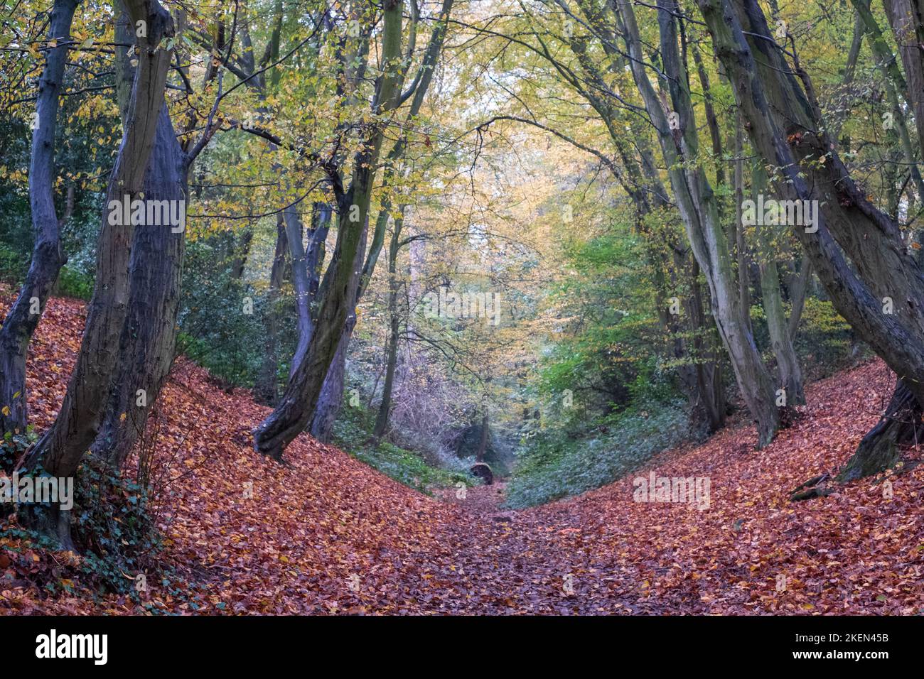 Devil's Dyke, Wheathampstead Hertfordshire, photographed in autumn. The ...