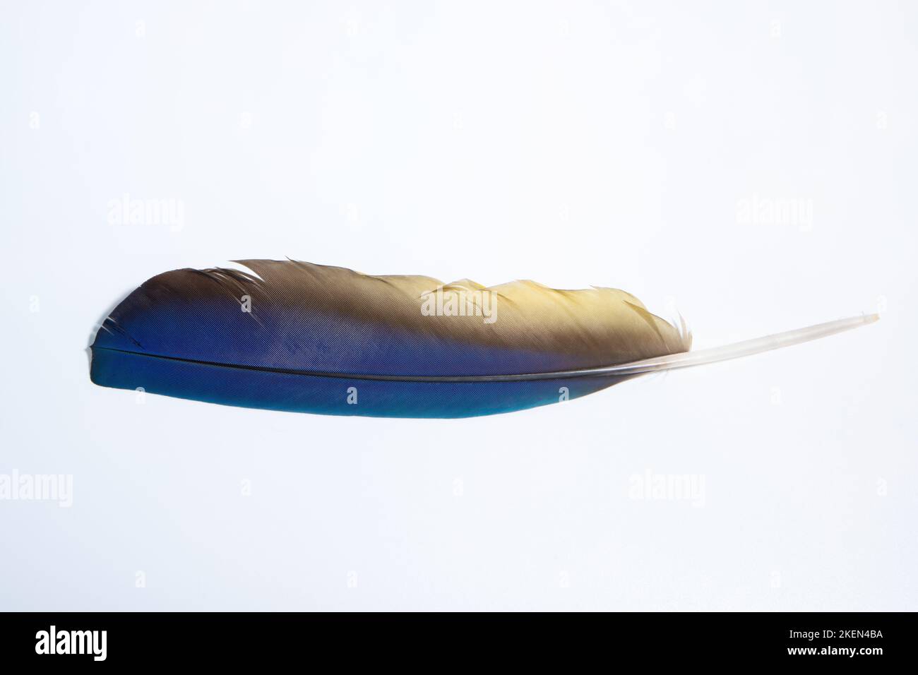 A colorful feather isolated on a white background Stock Photo - Alamy