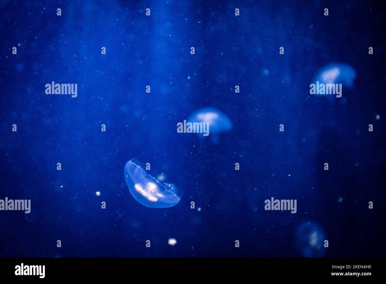 Transparent jelly fish medusa on a blue dark Sea background Stock Photo ...