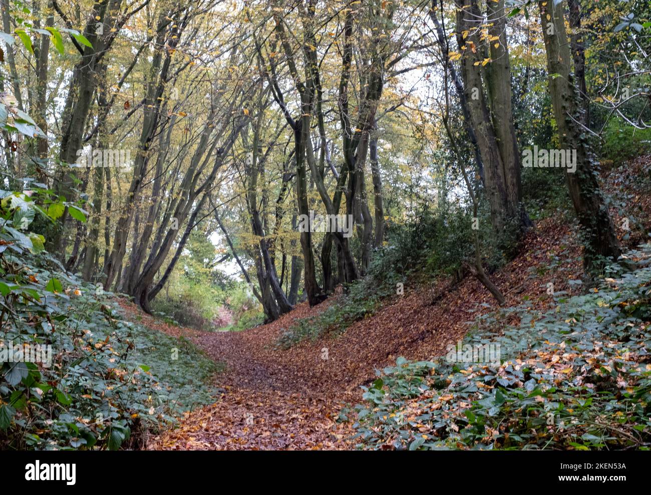 Devil's Dyke, Wheathampstead Hertfordshire, photographed in autumn. The ...