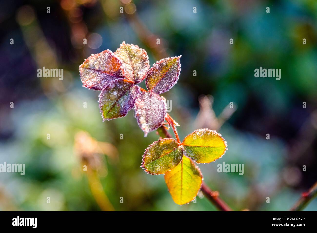Rose covered with hoarfrost close up in morning Stock Photo - Alamy