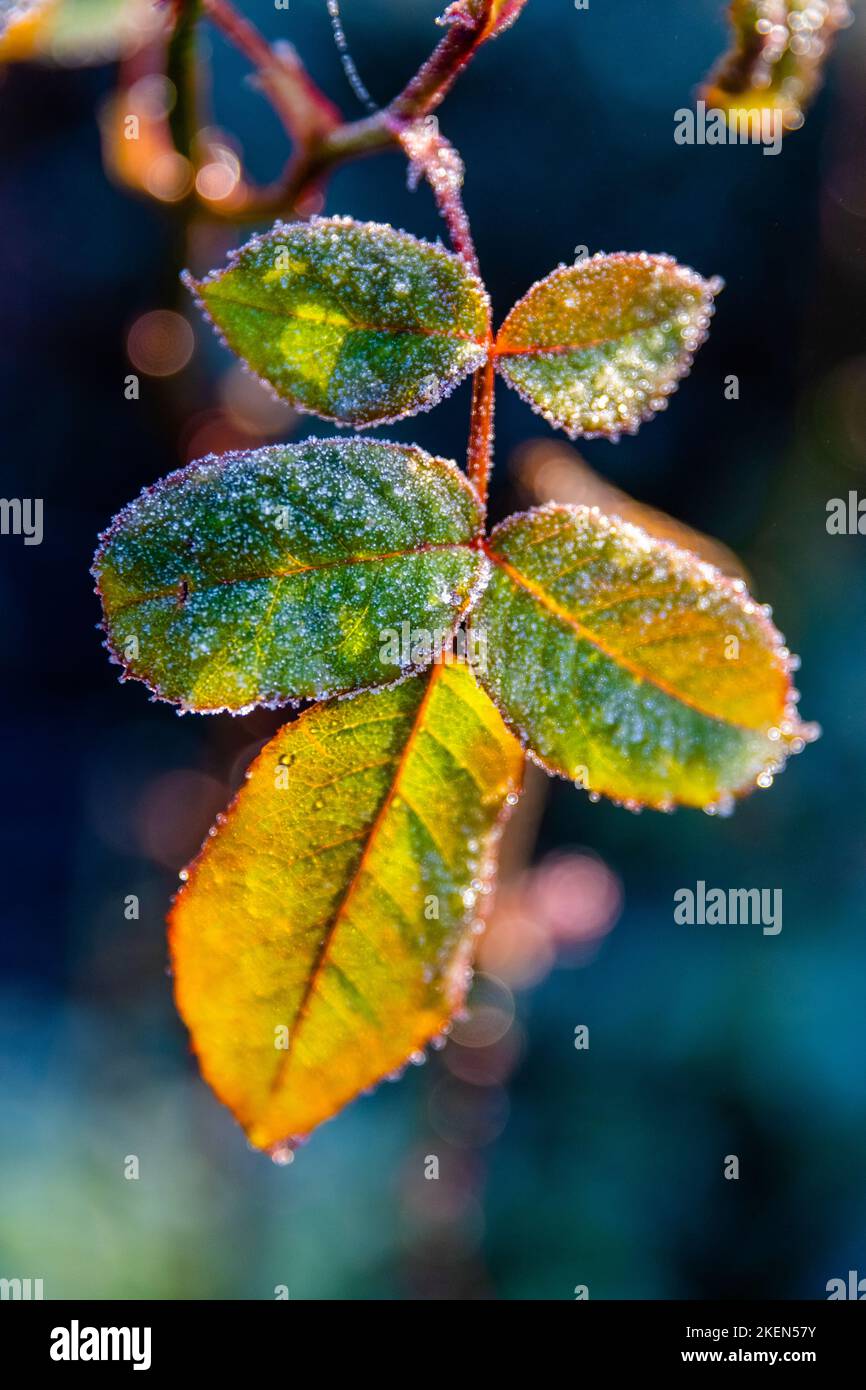 Rose covered with hoarfrost close up in morning Stock Photo - Alamy