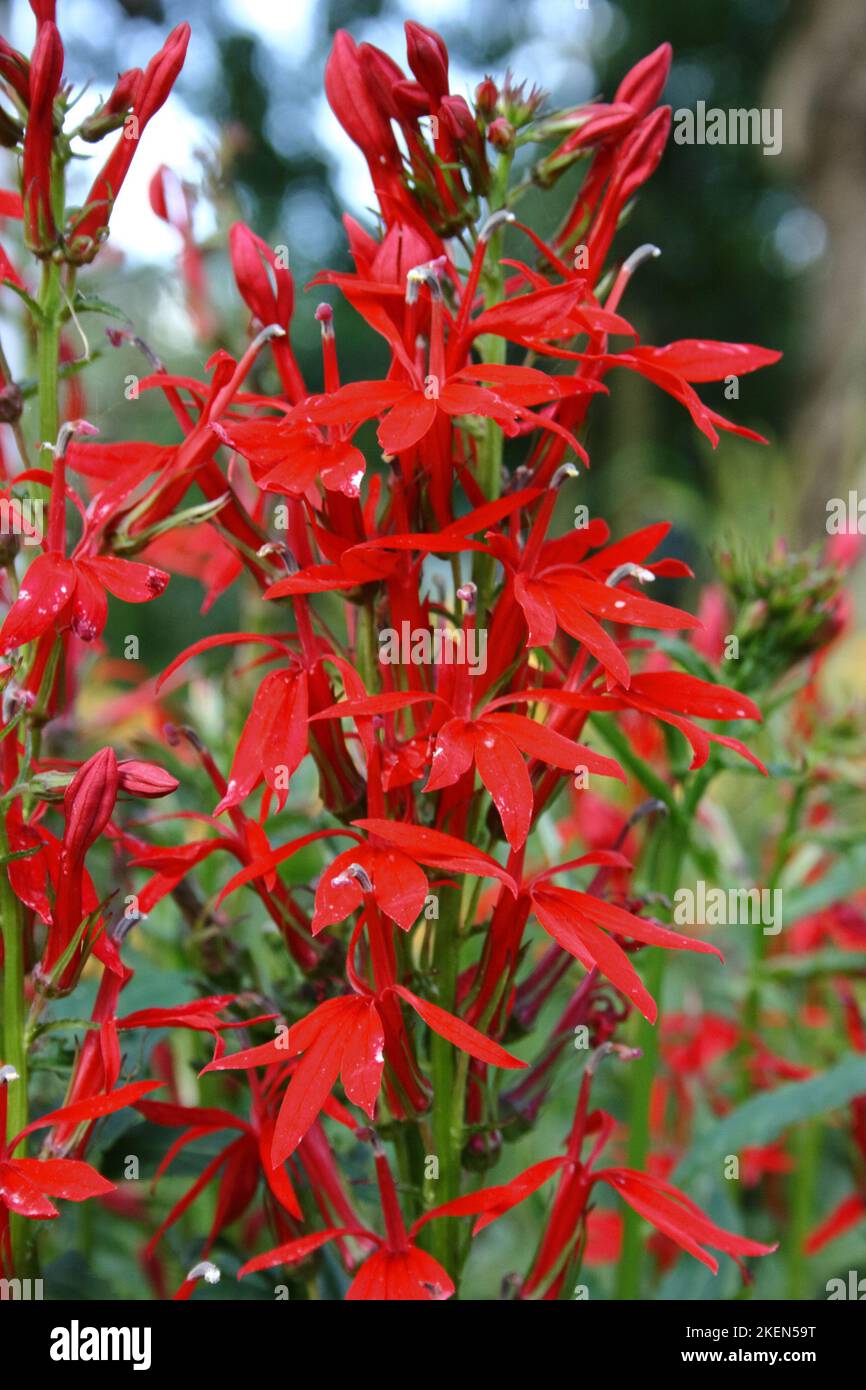 Cardinal flower lobelia cardinalis hi-res stock photography and images ...