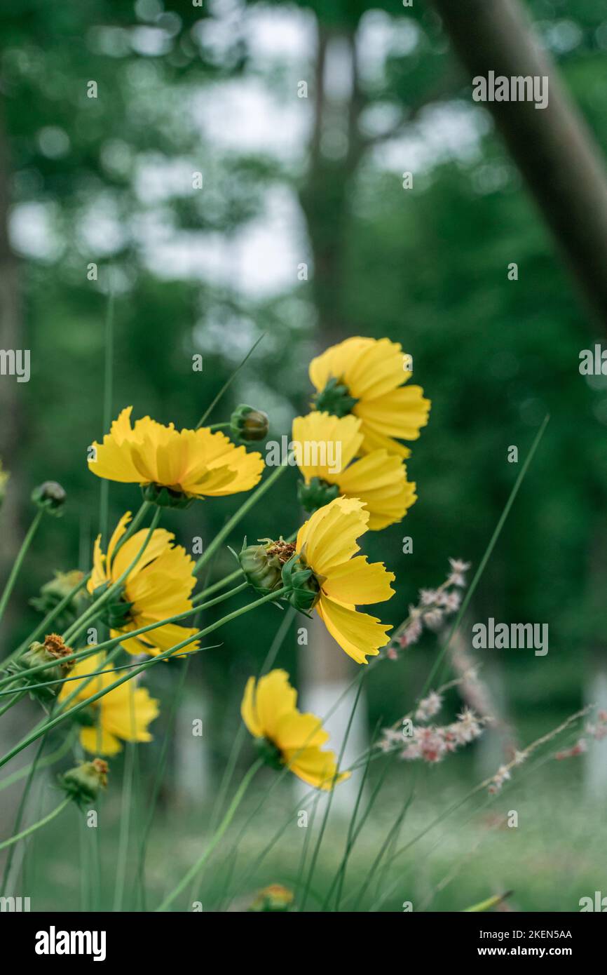 A vertical shot of yellow lance-leaved coreopsis flowers Stock Photo ...