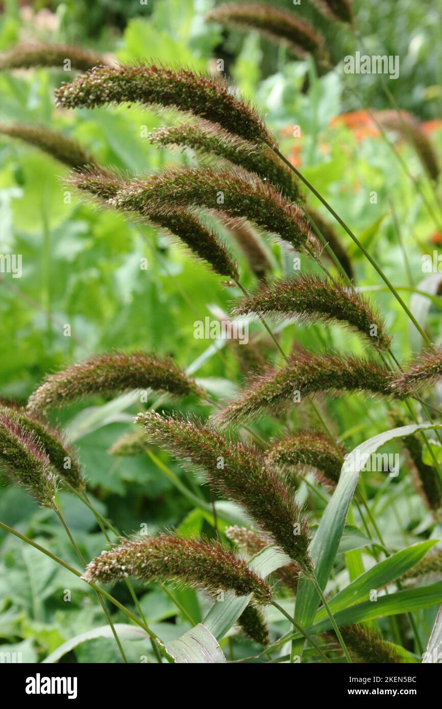 Flower spikes of Wild Foxtail Millet (Setaria viridis 'Caramel' Stock ...