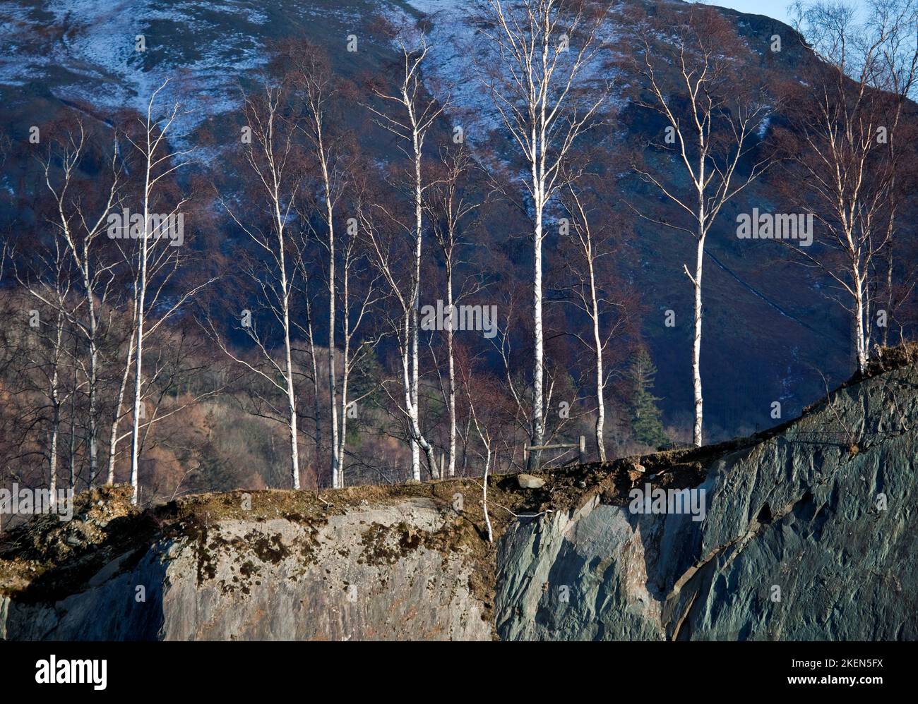 Birch trees growing on top Slate Quarry at the eastern end of The Great ...