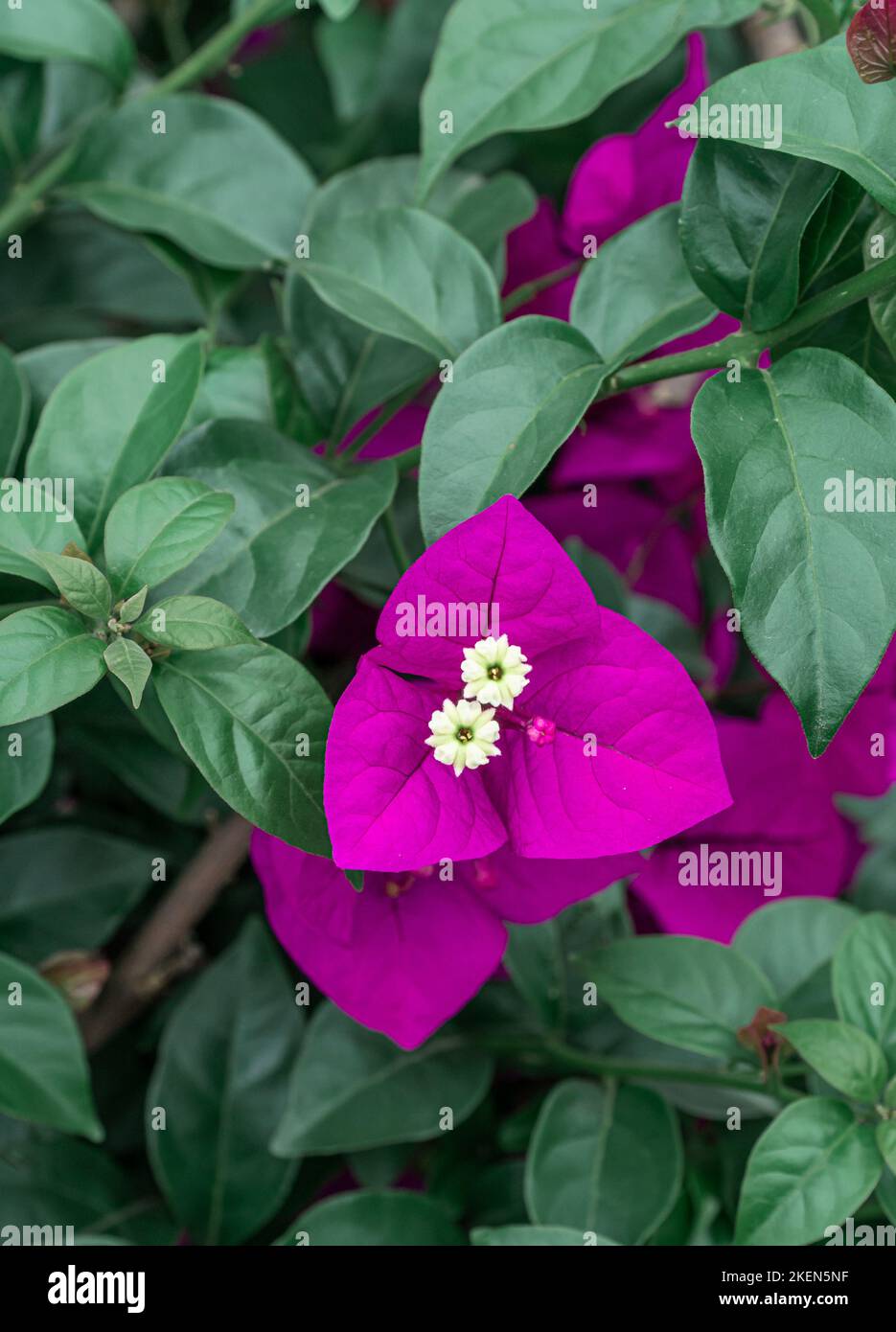 A vertical shot of beautiful Bougainvilleas Stock Photo - Alamy