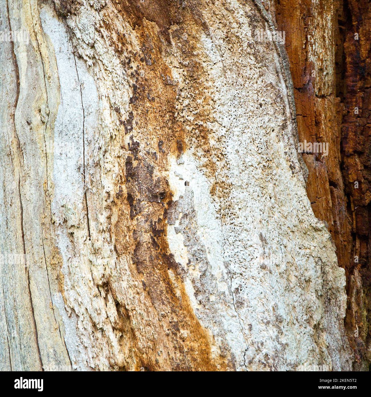 Beautiful colours patterns and textures on tree trunk in Ancient Oak ...