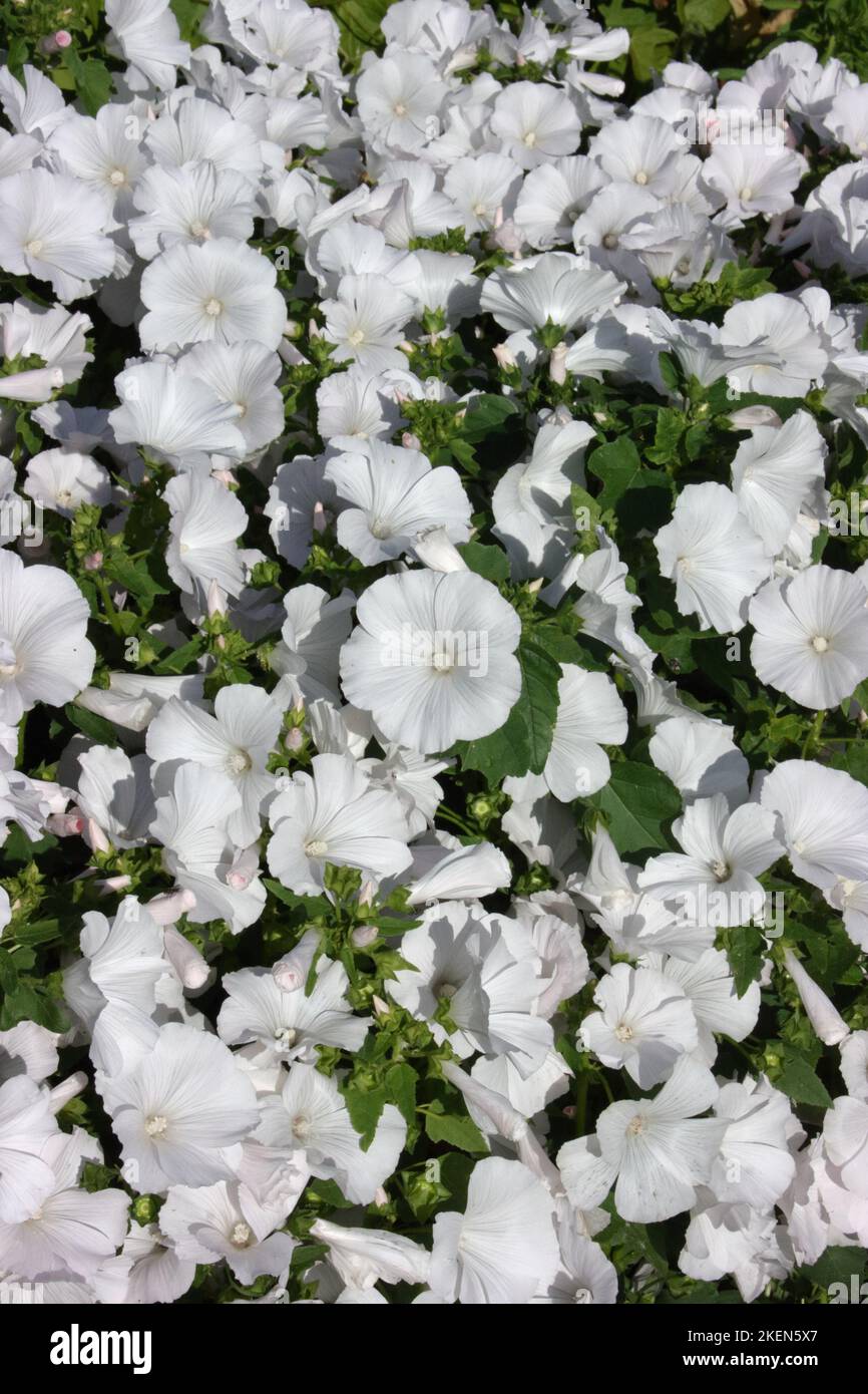 Rose Mallow (Lavatera trimestris 'Mont Blanc') in garden Stock Photo ...