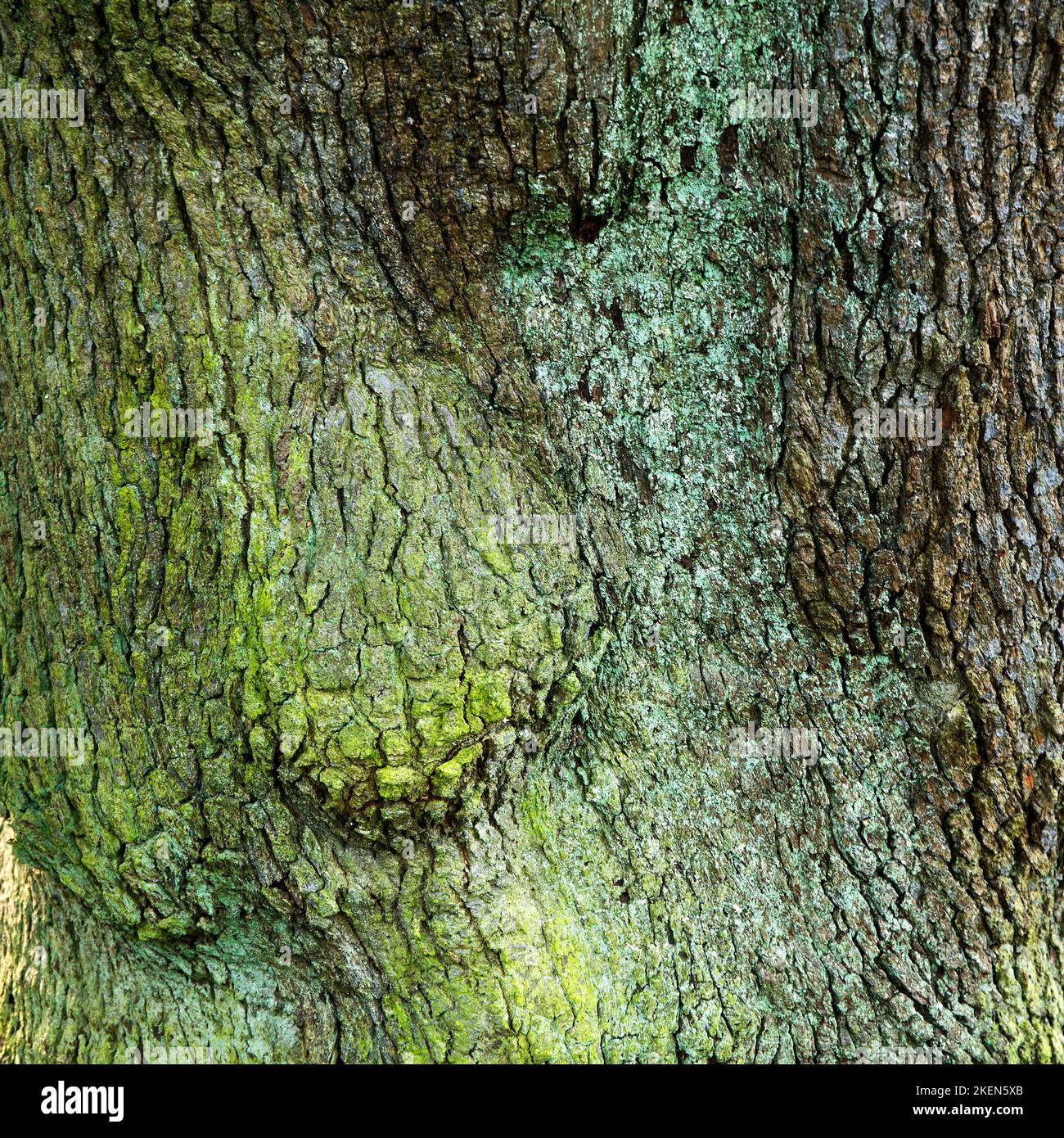 Beautiful colours patterns and textures on tree trunk in Ancient Oak ...