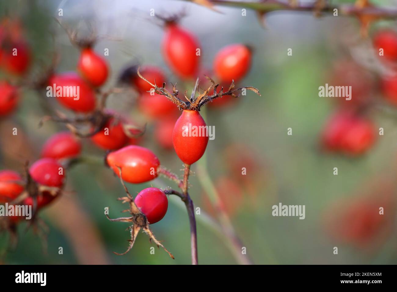 Red briar berry fruits hi-res stock photography and images - Alamy