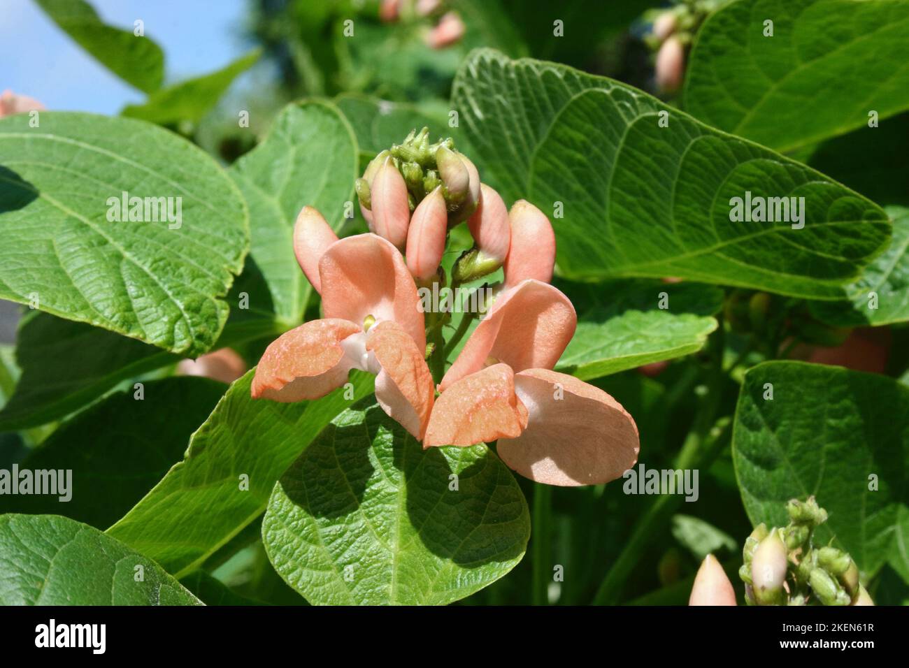 Flowers of Scarlet Runner Bean (Phaseolus coccineus 'Celebration' Stock ...