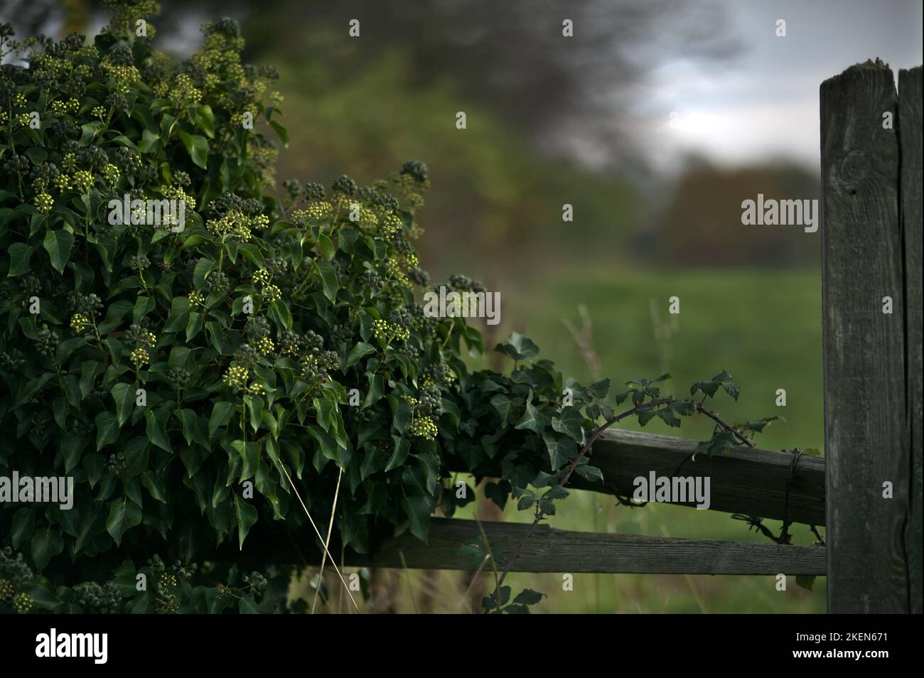 Hedge creeping on field fence Stock Photo - Alamy