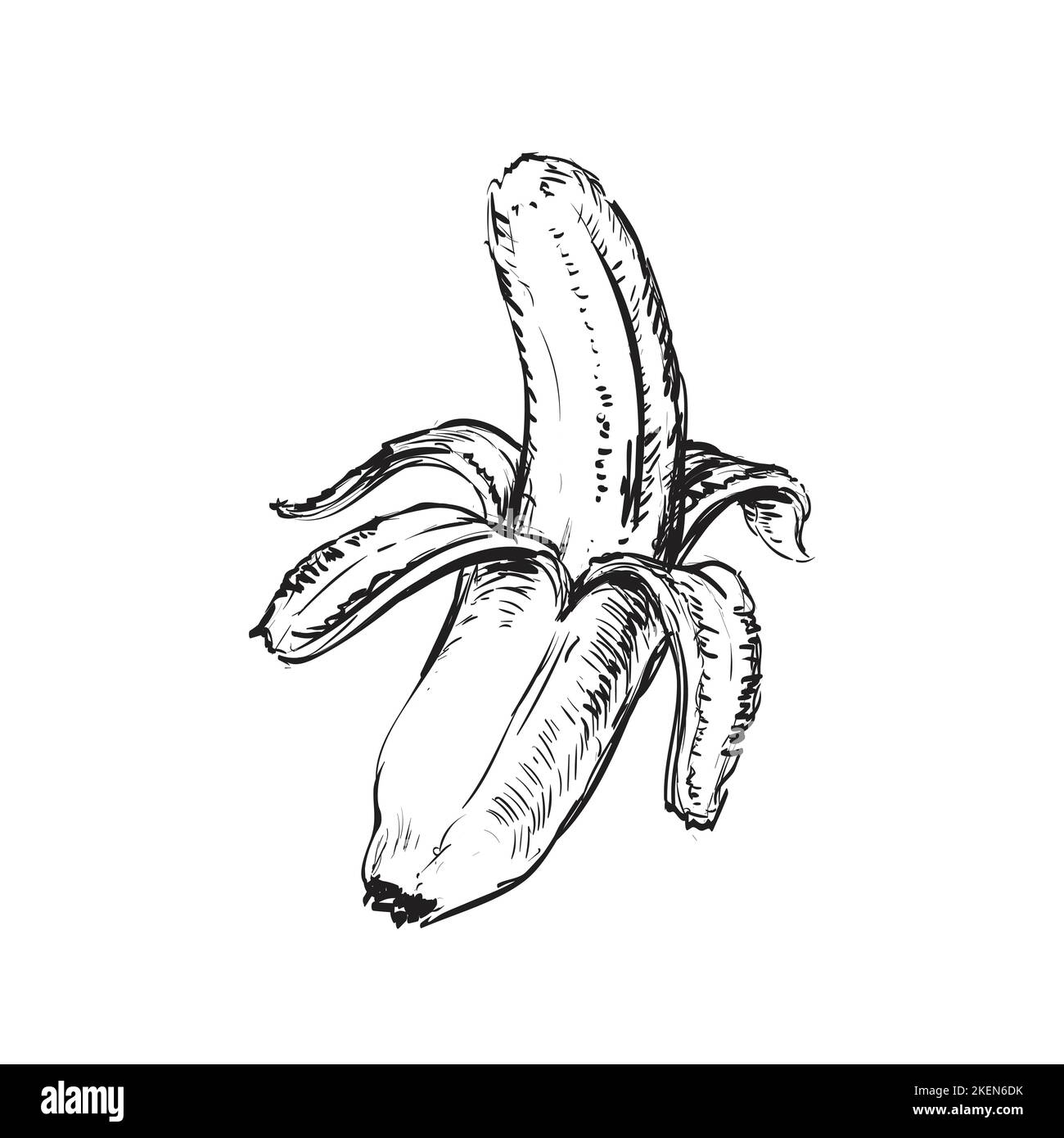 Banana Isolated Hand Drawn Vector Illustration Banana Isolated Hand Drawn Vector Illustration ...