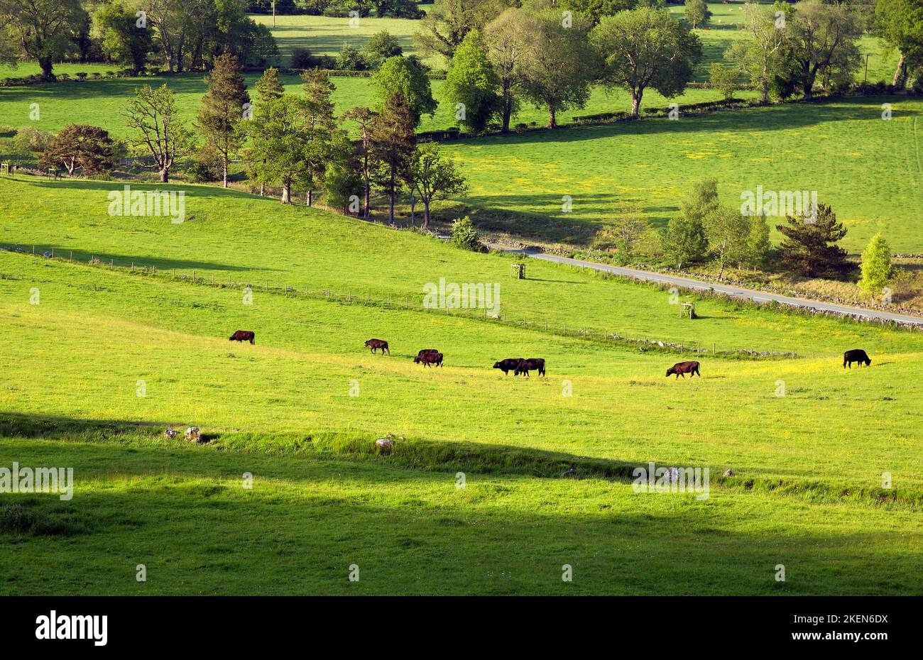 Landscape photograph of the rich rural farmland pasture in the Conwy ...