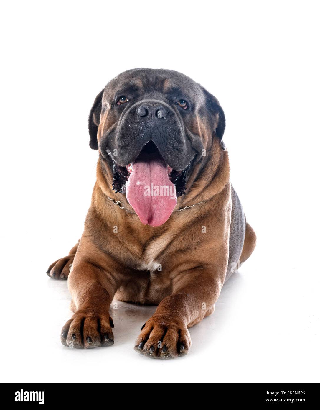 italian mastiff in front of white background Stock Photo - Alamy
