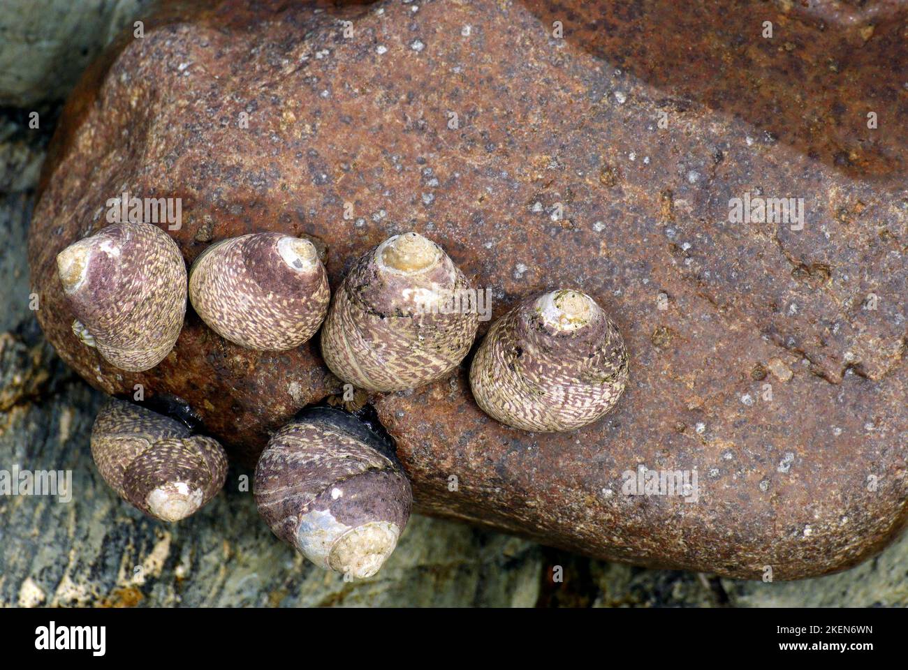 Colour photograph of coastal rock pool the image is a mixture of marine ...