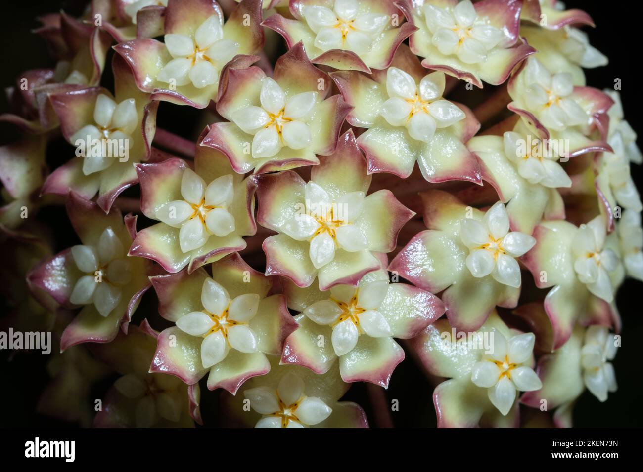 Hoya flower hi-res stock photography and images - Alamy
