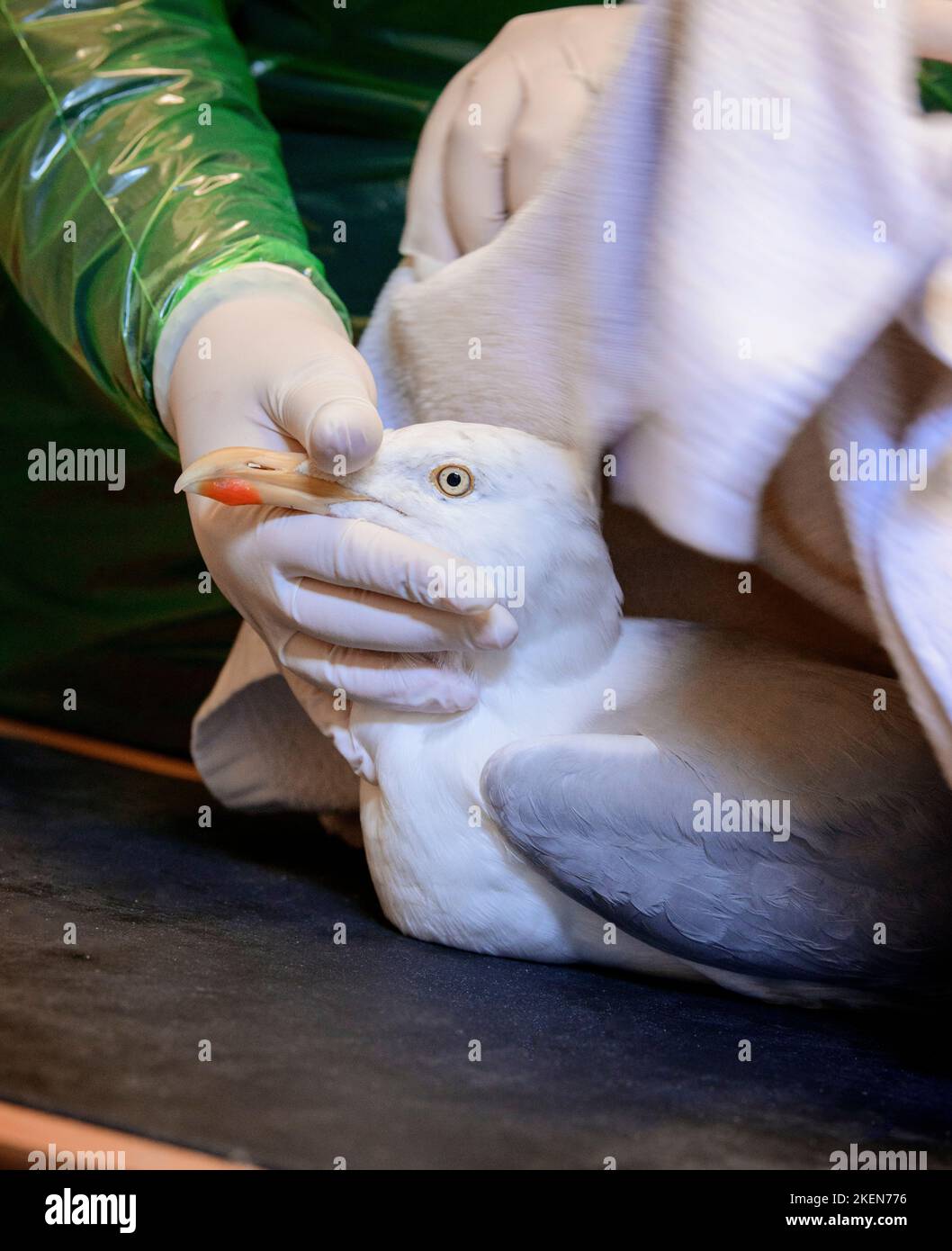 Editorial Use Only - Vets for the RSPCA near Hastings,East Sussex UK ...