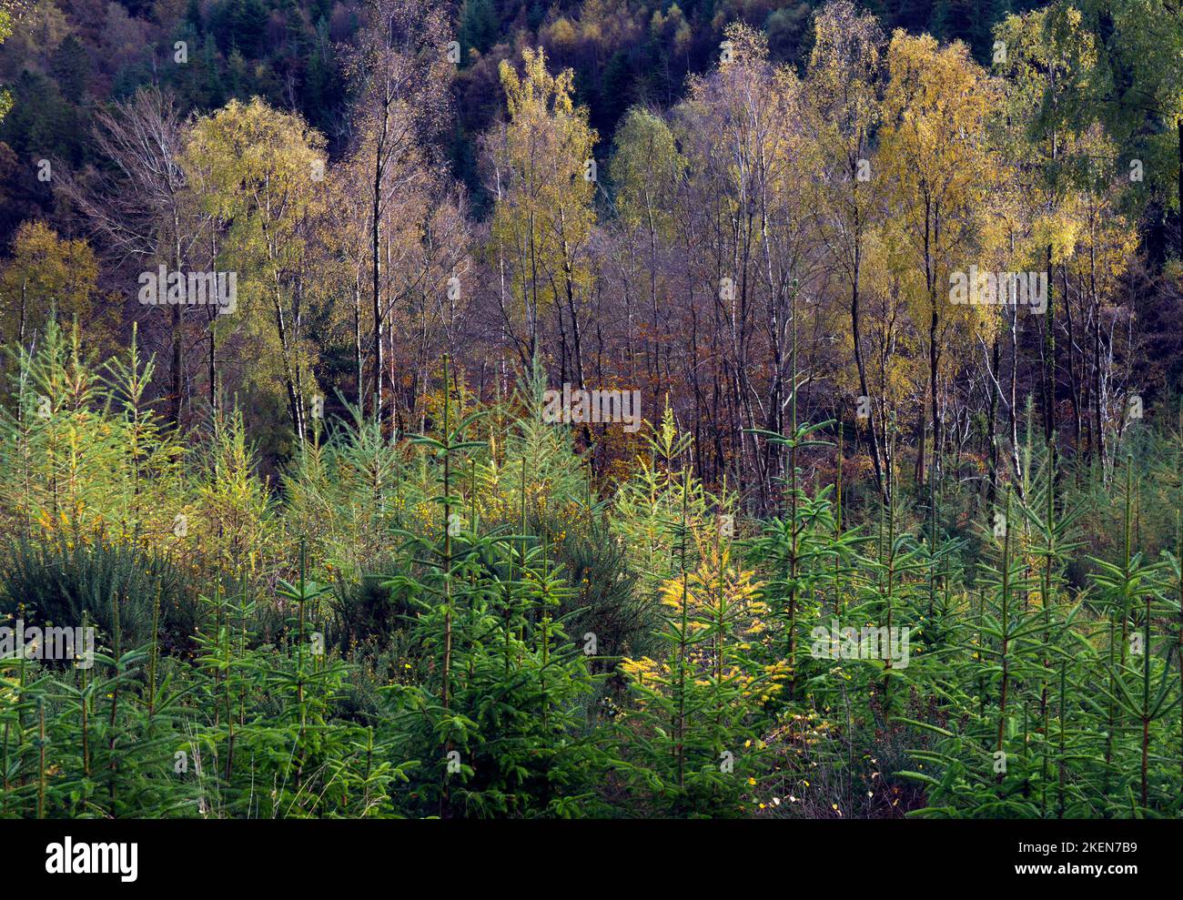 Back to nature, nature reclaiming site of former Hafna mine at Nant ...