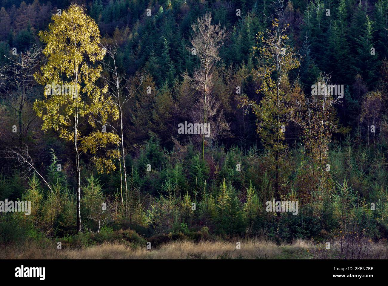 Back to nature, nature reclaiming site of former Hafna mine at Nant ...